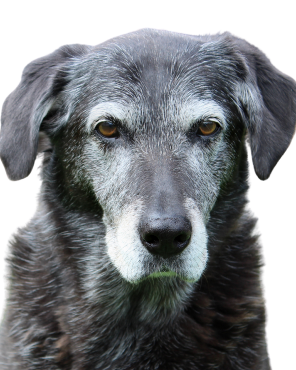 Labeling Update Alert: Librela® (bedinvetmab injection), NADA 141-562 ...